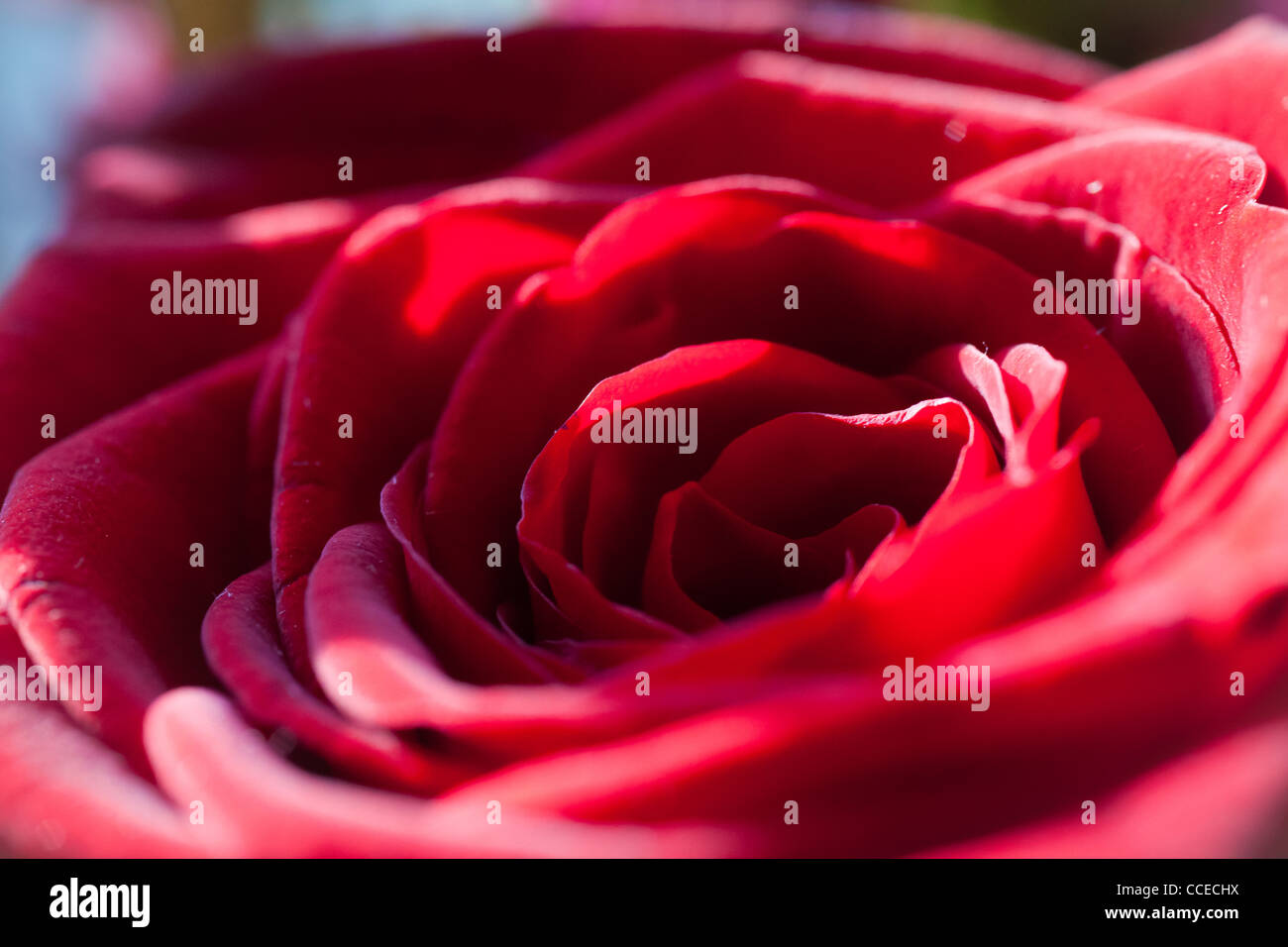Red rose detail Stock Photo - Alamy