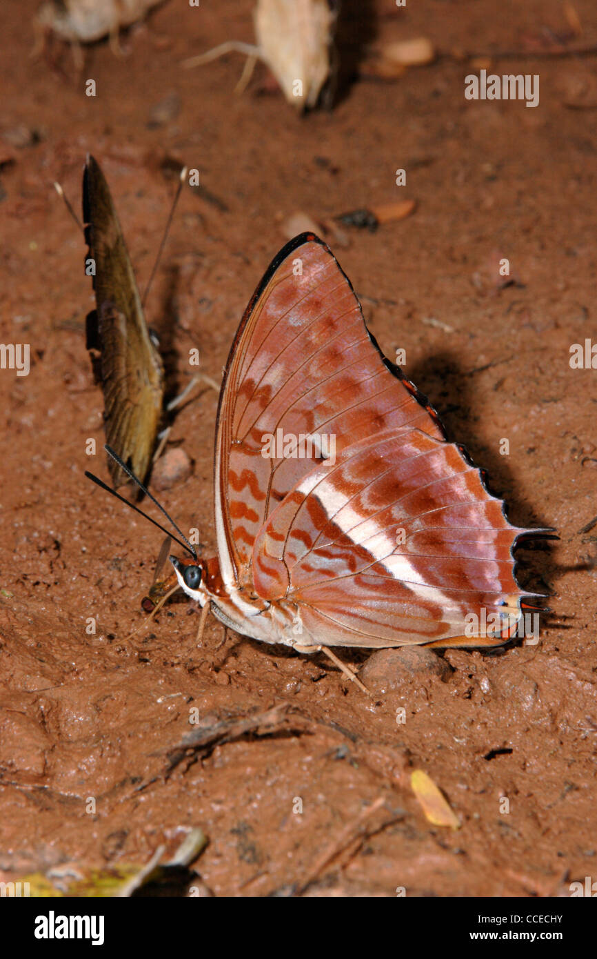 Red forest charaxes butterfly charaxes High Resolution Stock ...