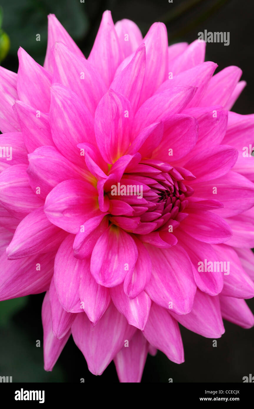 dahlia rosella pink flower bloom blossom closeup selective focus plant ...