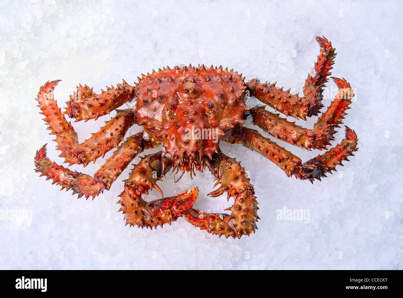 King crab on a white ice background Stock Photo - Alamy