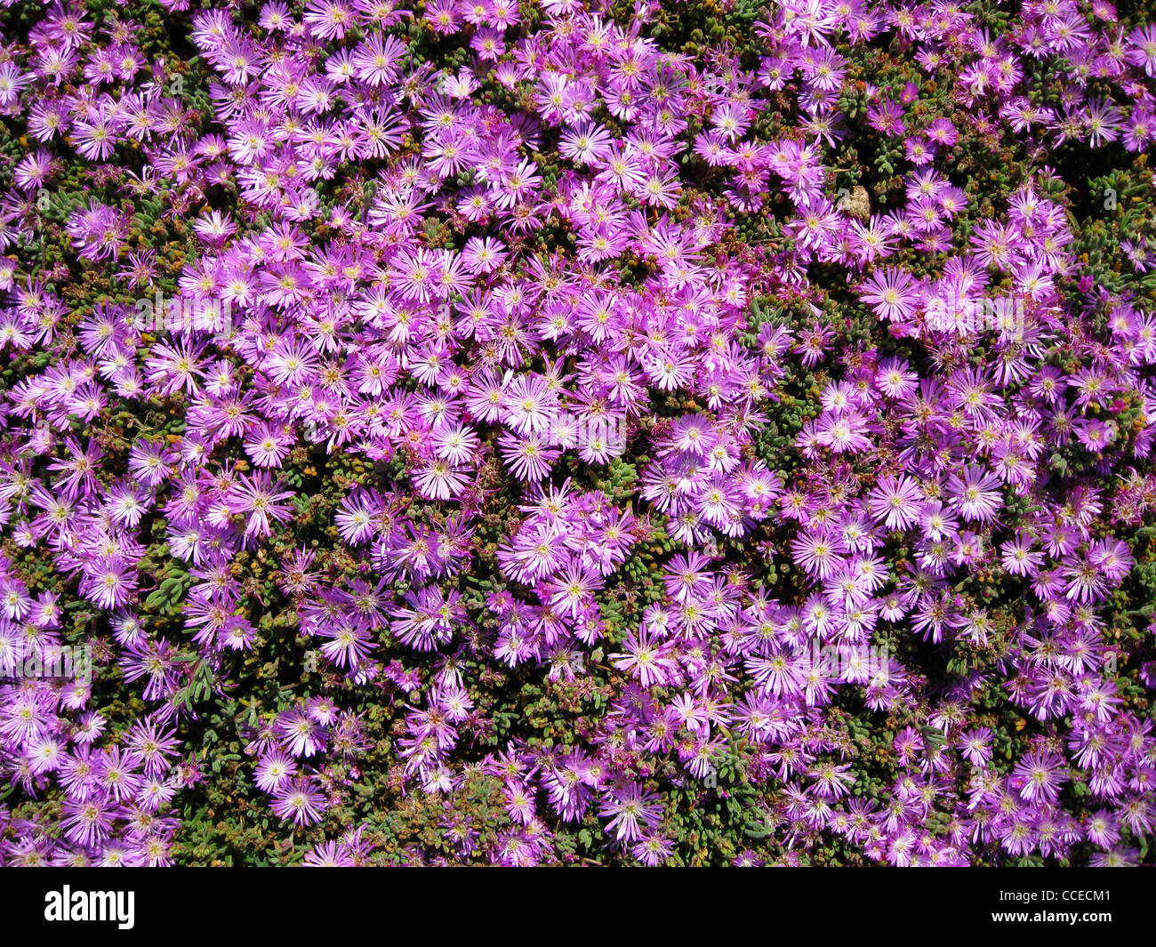 Carpobrotus edulis hi-res stock photography and images - Alamy