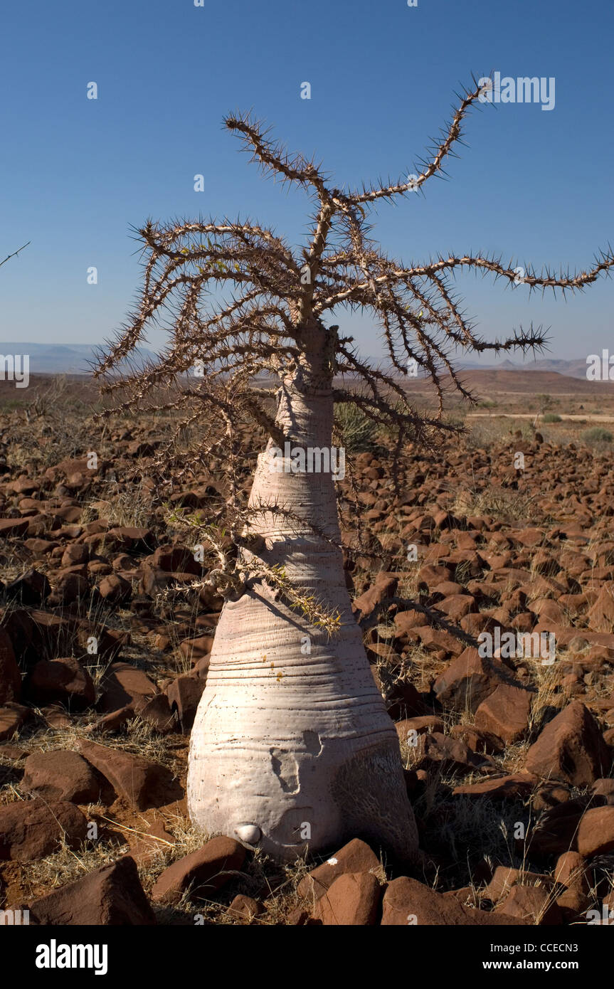 The wide but tapering trunk of a bottle tree and tiny branches and ...