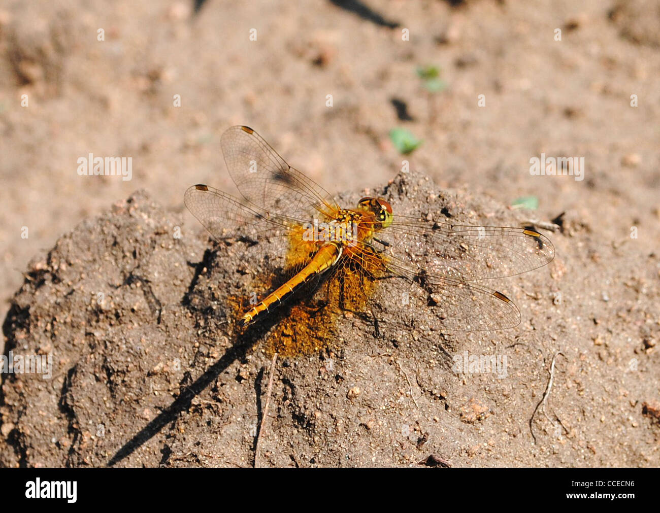 Dragonfly day hi-res stock photography and images - Alamy