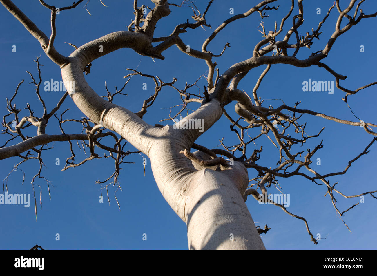 The Moringa Tree Has A Distinctive Almost Swollen Trunk A Group Of