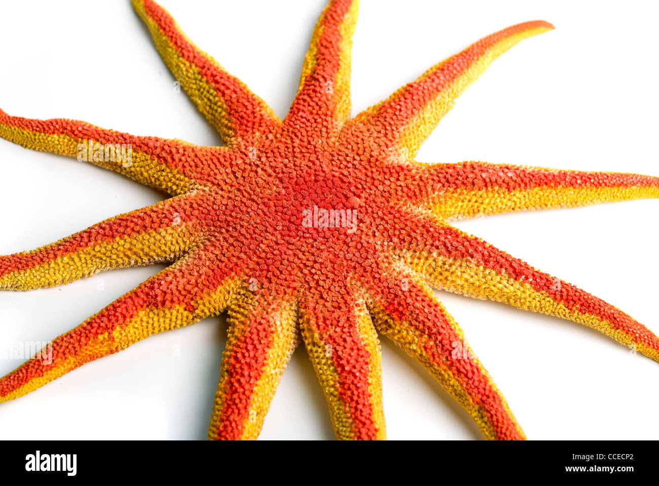 starfish closeup isolated on a white background Stock Photo - Alamy