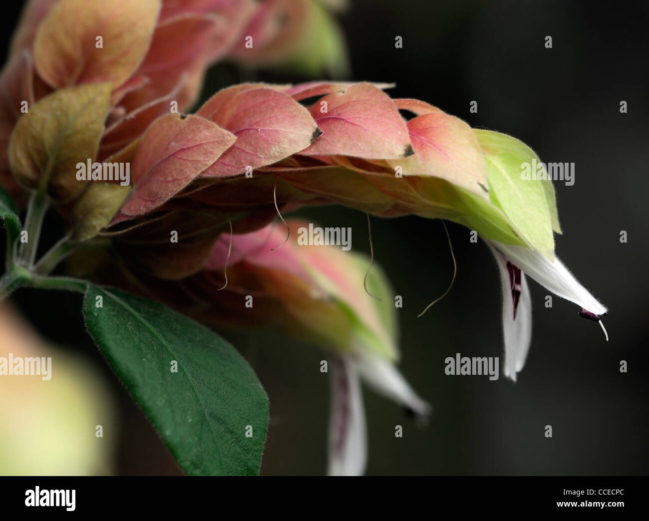 justicia brandegeana shrimp plant closeup selective focus pink flowers ...