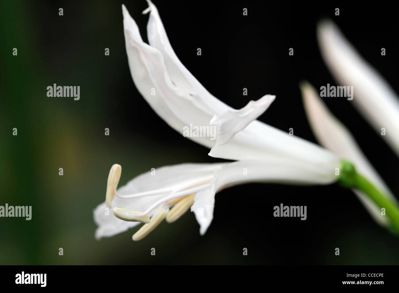 Nerine Ella K Guernsey lily Bowden-Cornish lily Nikita nerines white ...