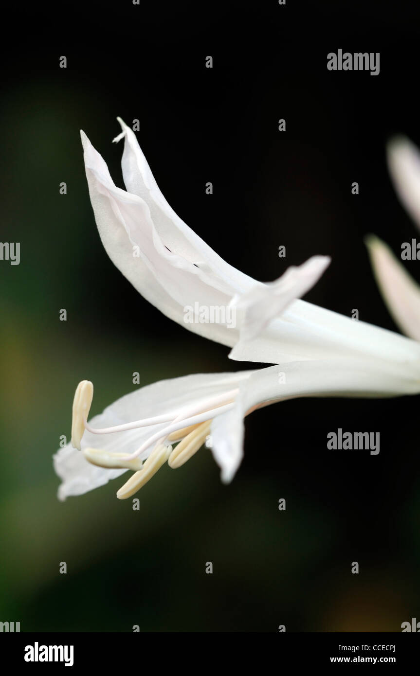 Nerine Ella K Guernsey lily Bowden-Cornish lily Nikita nerines white ...