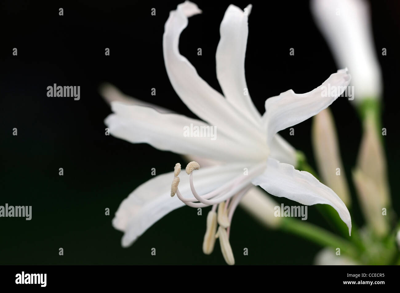 Nerine Ella K Guernsey lily Bowden-Cornish lily Nikita nerines white ...
