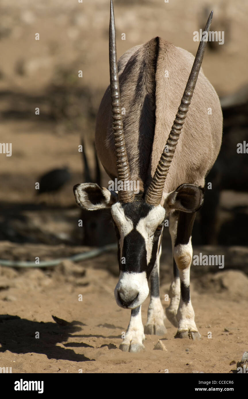 Oryx, which are widespread in Namibia, are unmistakable with their bold ...