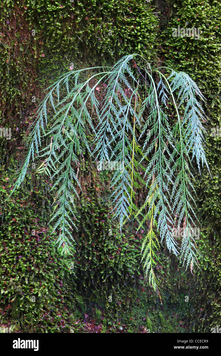 Classic moss-covered Beech forest in Haast Pass in New Zealand Stock ...