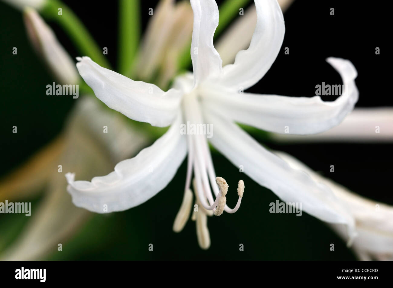 Nerine Ella K Guernsey lily Bowden-Cornish lily Nikita nerines white ...