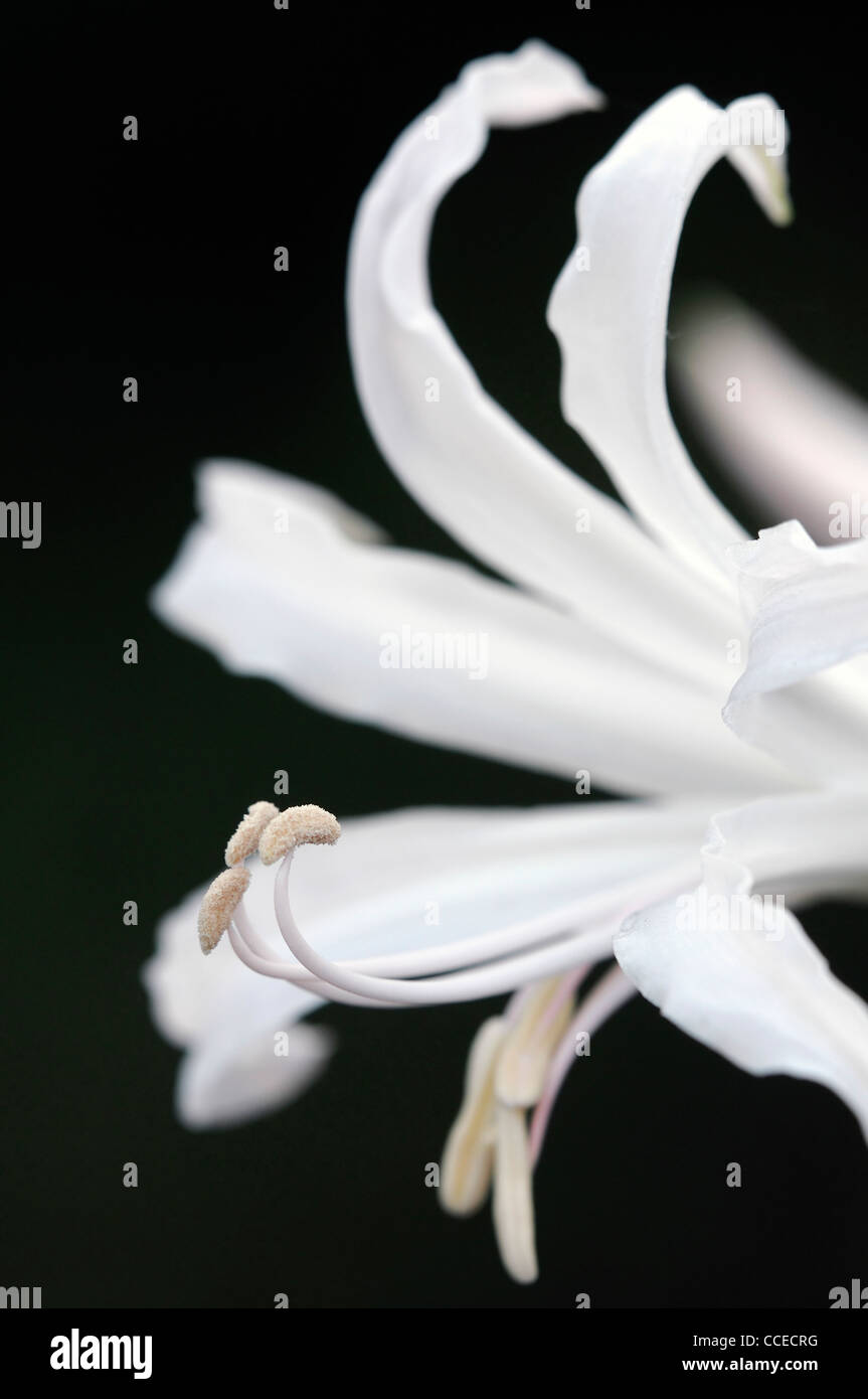 Nerine Ella K Guernsey lily Bowden-Cornish lily Nikita nerines white ...