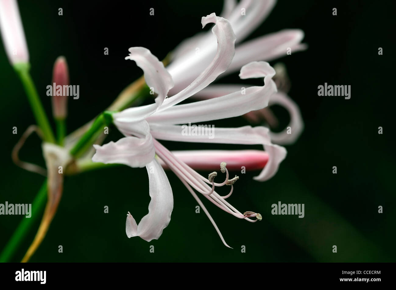 Nerine Nikita Guernsey lily Bowden-Cornish lily Nikita nerines autumn ...