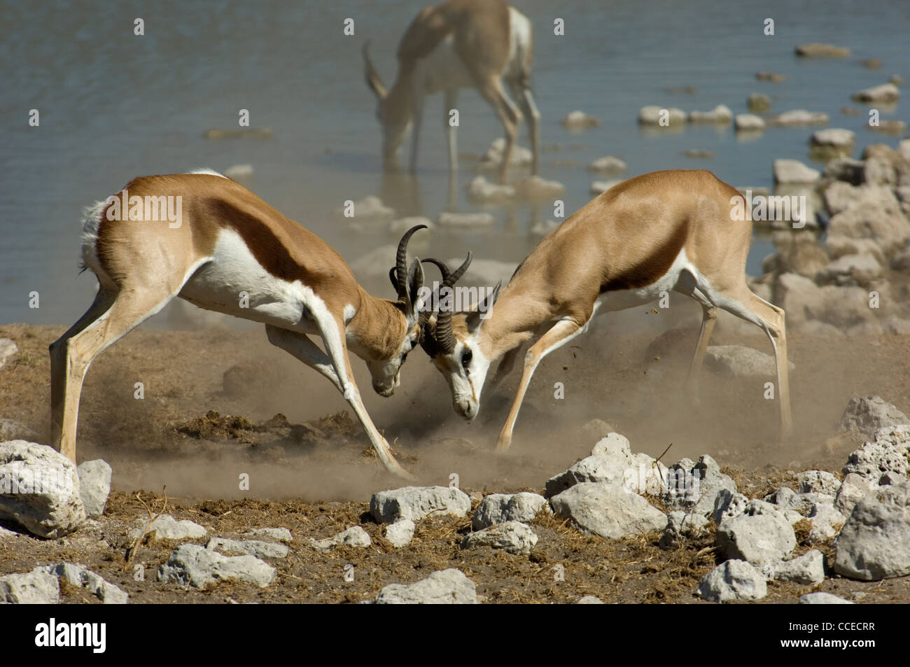 Two springbok bucks square up and lock horns. One had been challenging ...