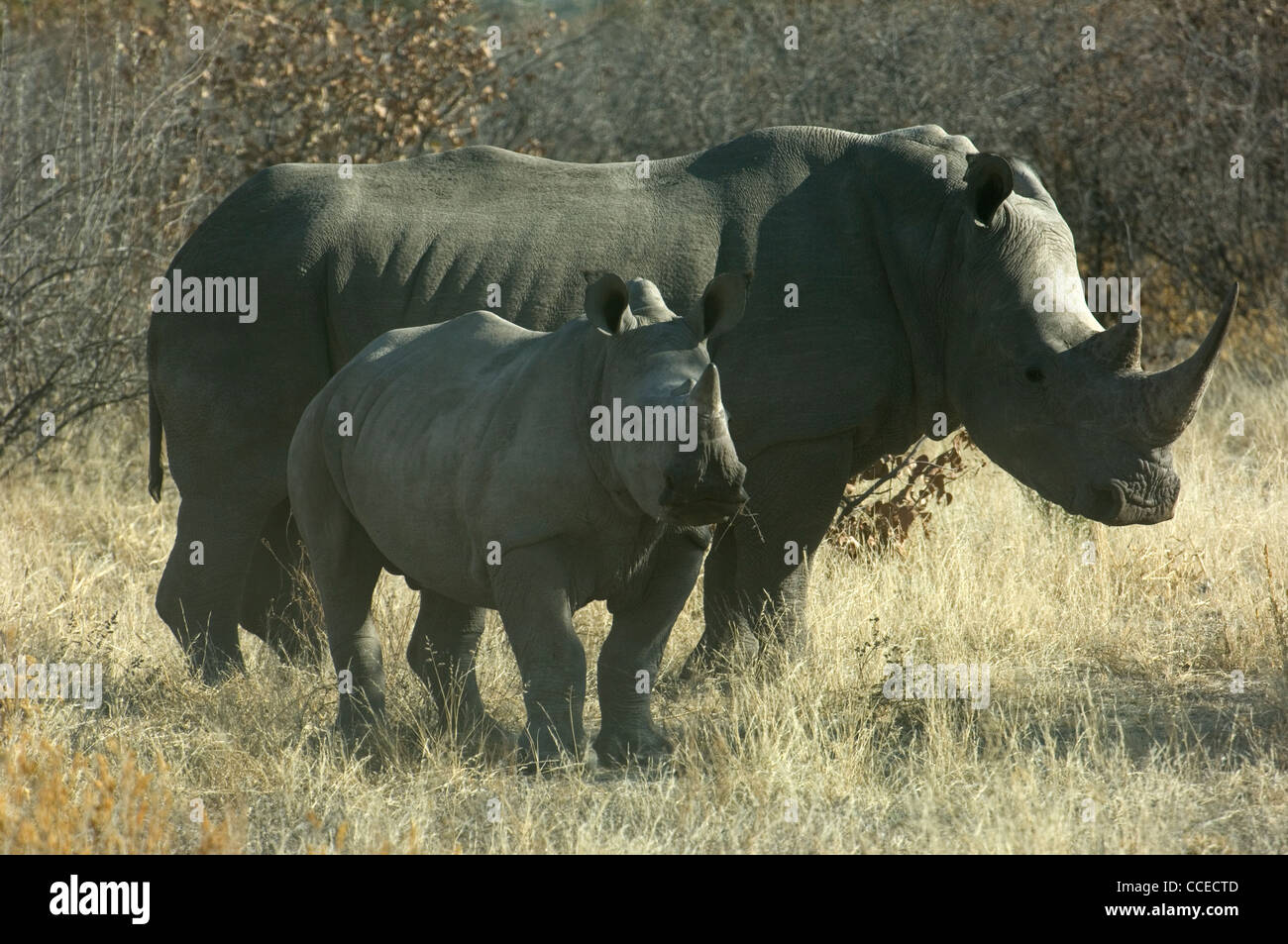 A female white rhino, with its offspring, keeps on the alert in view of ...