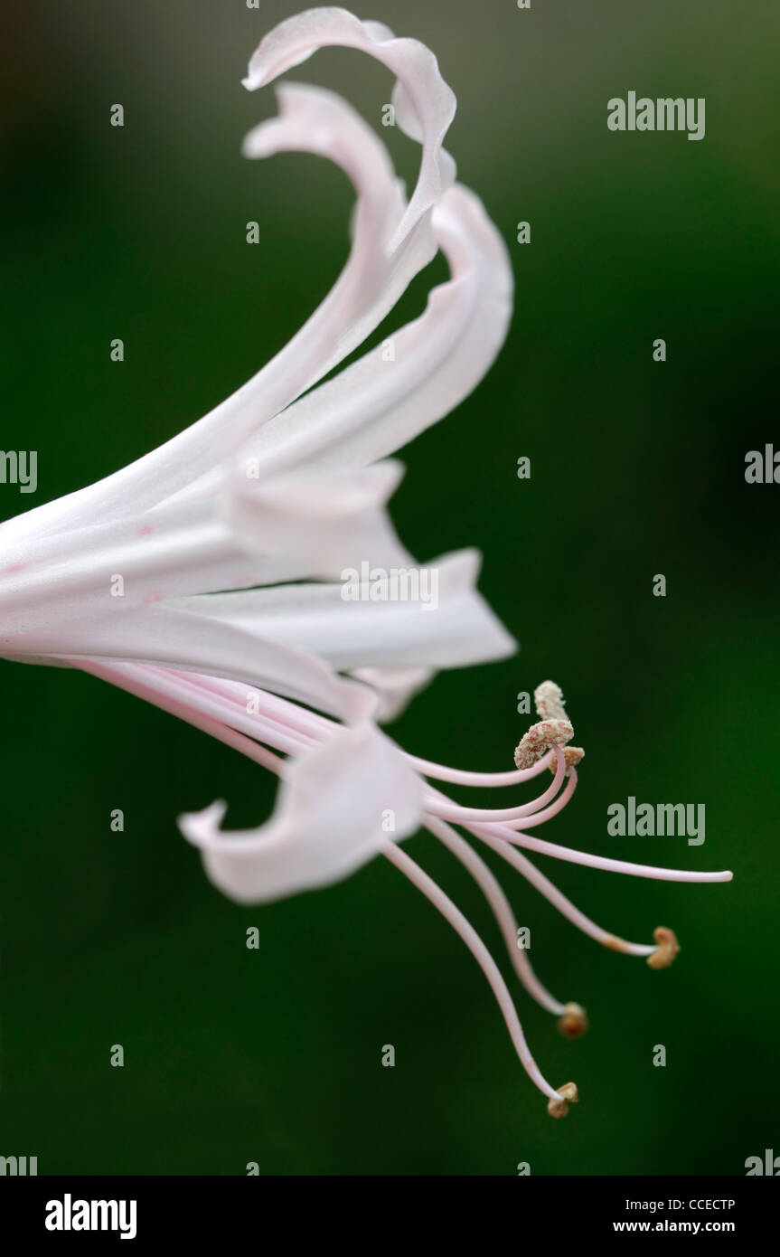 Nerine Nikita Guernsey lily Bowden-Cornish lily Nikita nerines autumn ...