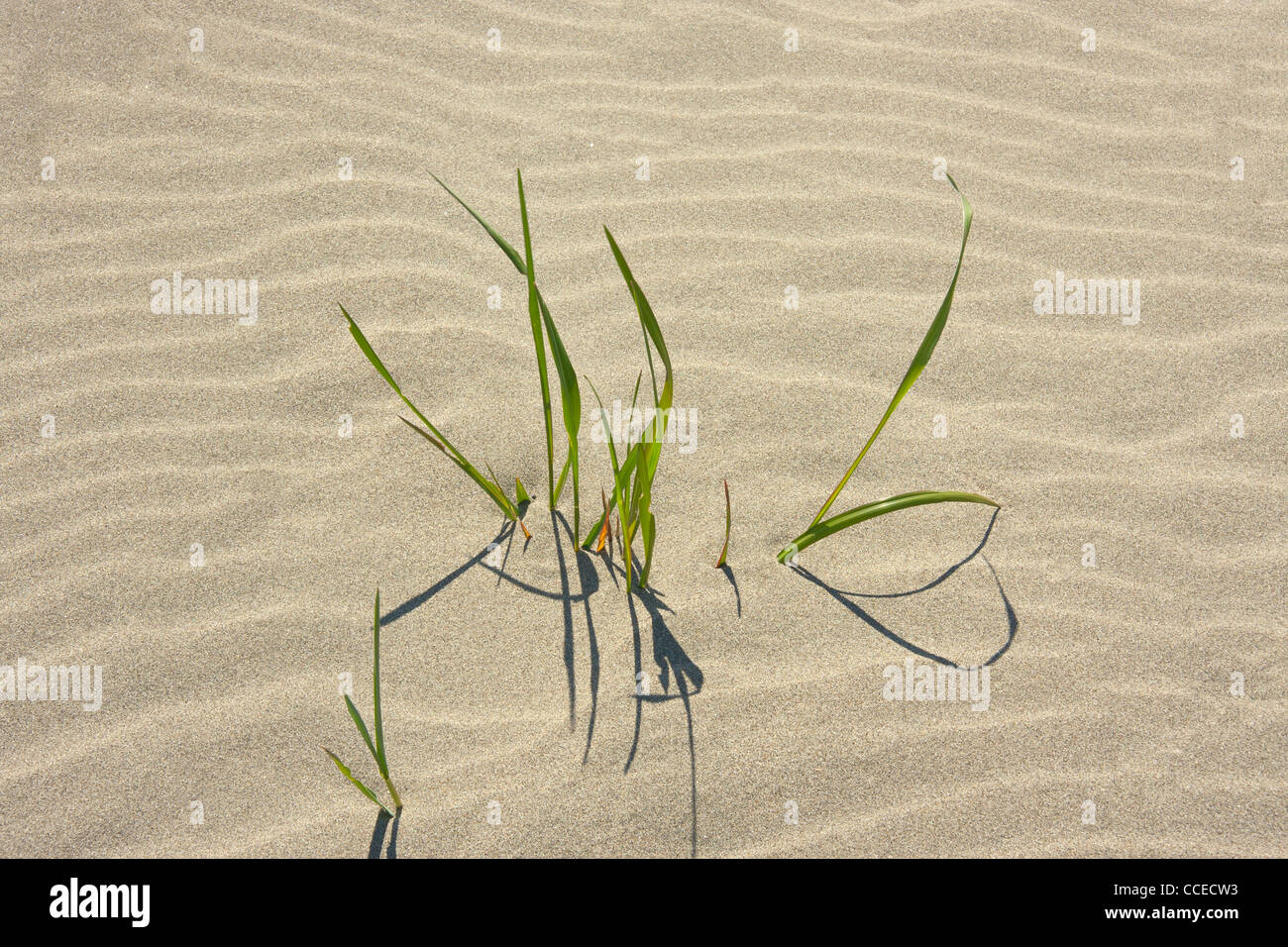Grass is growing through the sand Stock Photo - Alamy