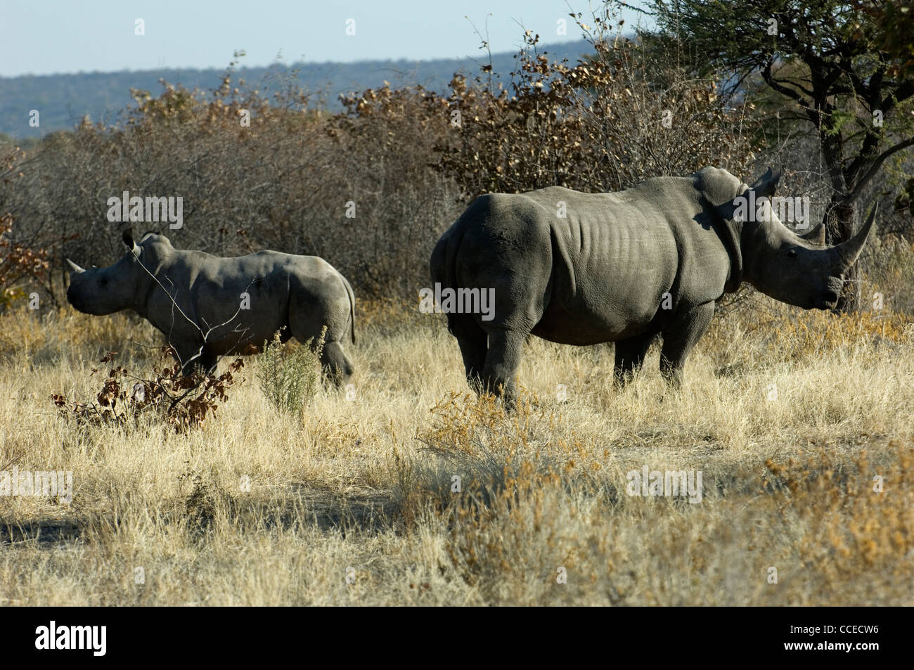 Female rhinos hi-res stock photography and images - Alamy