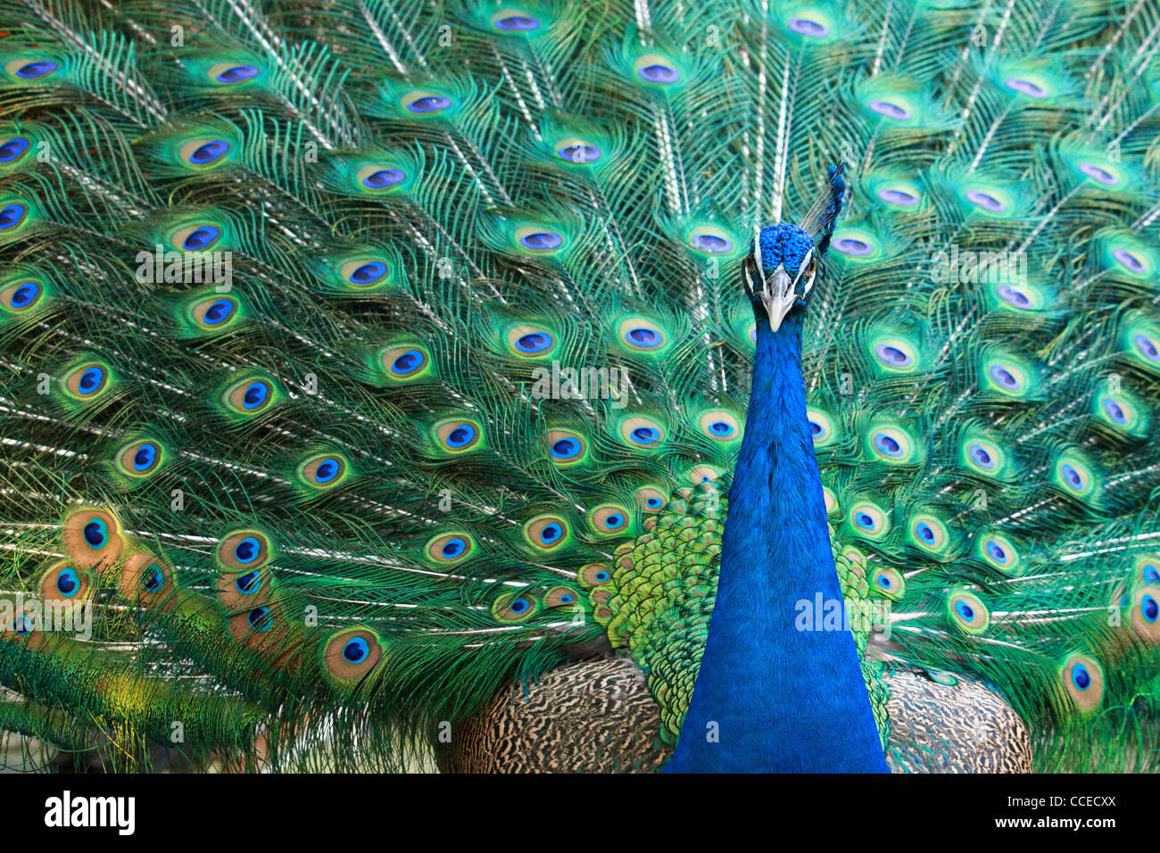 Peacock head and body hi-res stock photography and images - Alamy