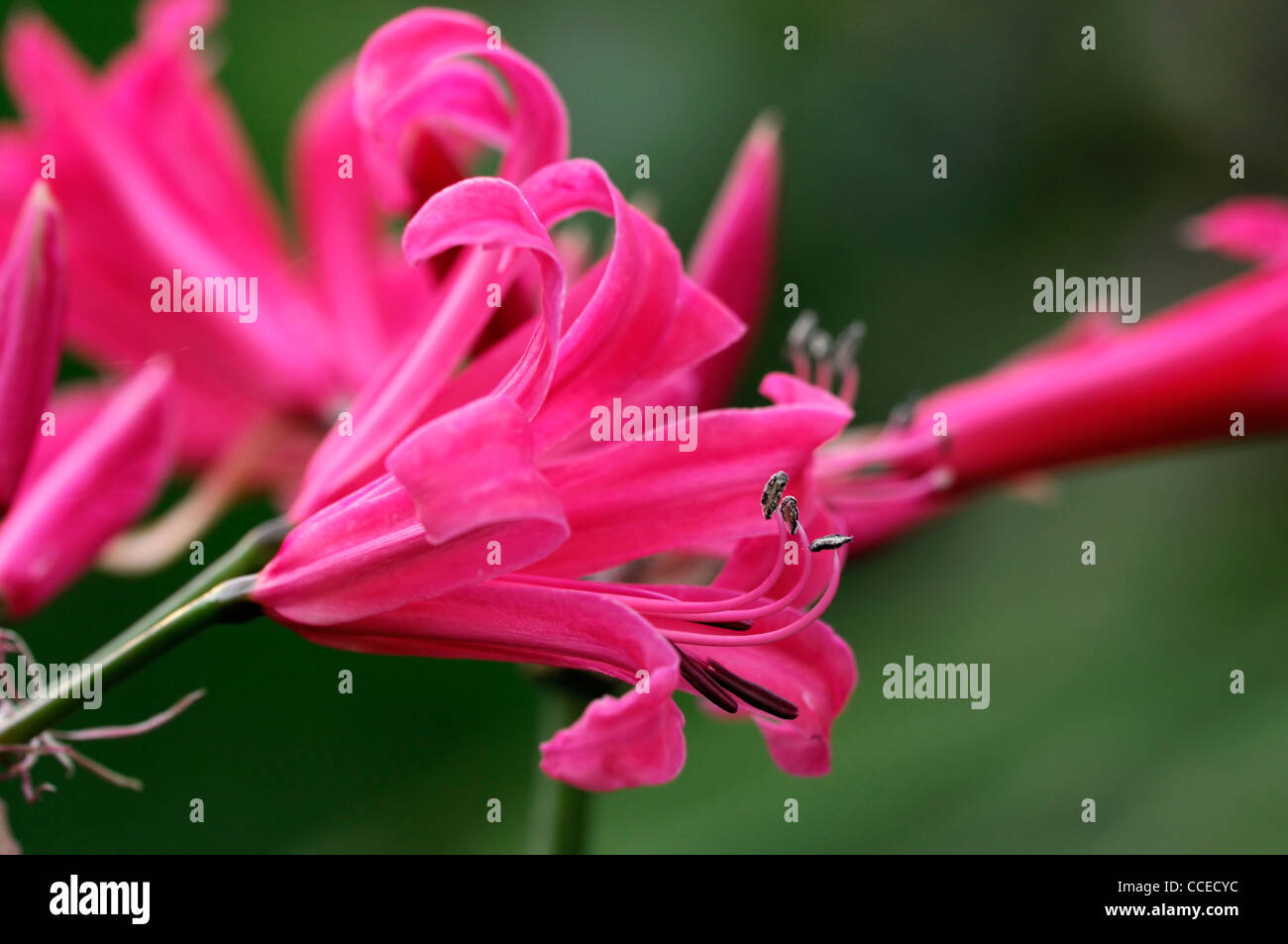 large flowered nerine zeal giant agm closeup selective focus october ...