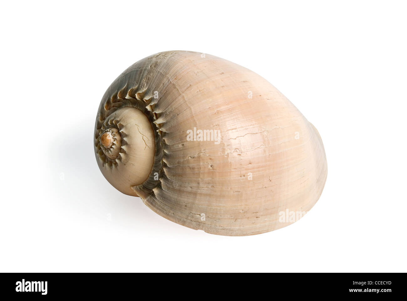 Sea shell isolated over hi-res stock photography and images - Alamy