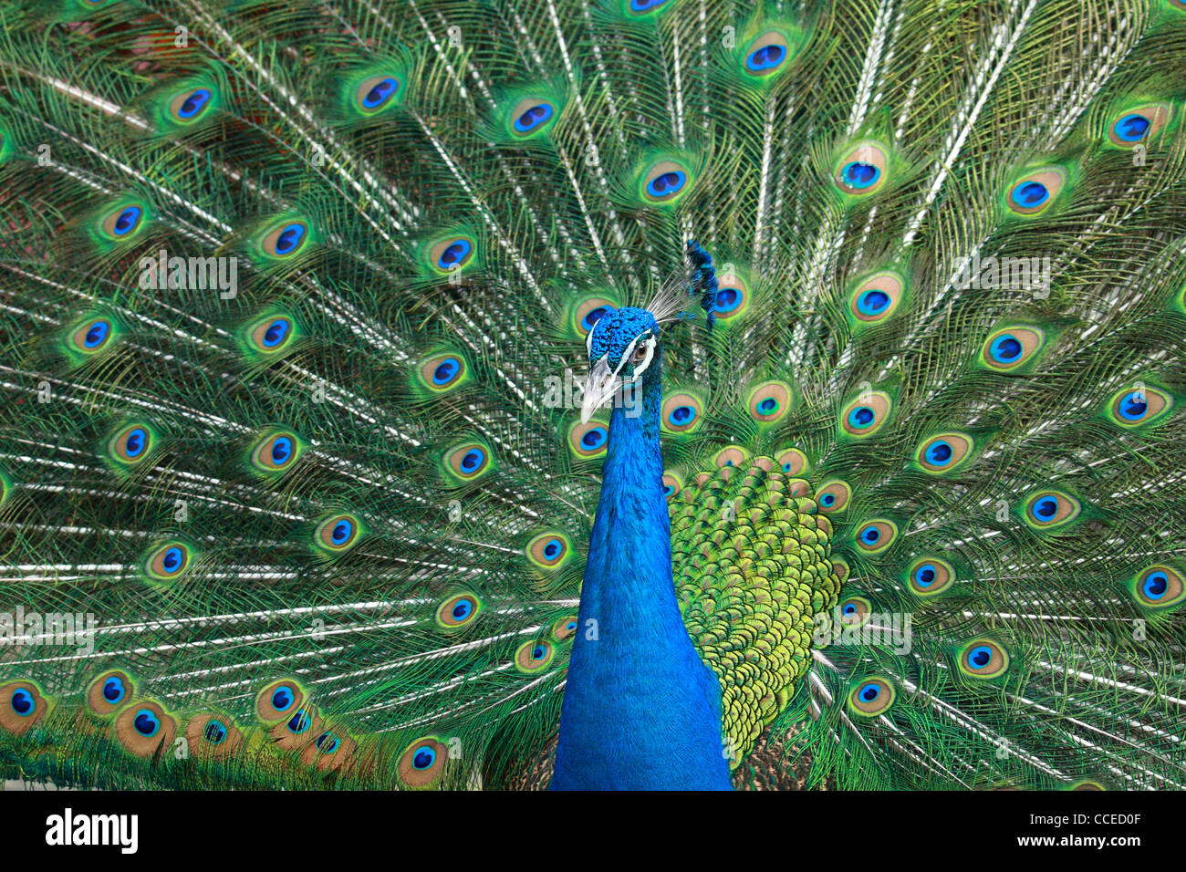 Peacock head and body hi-res stock photography and images - Alamy