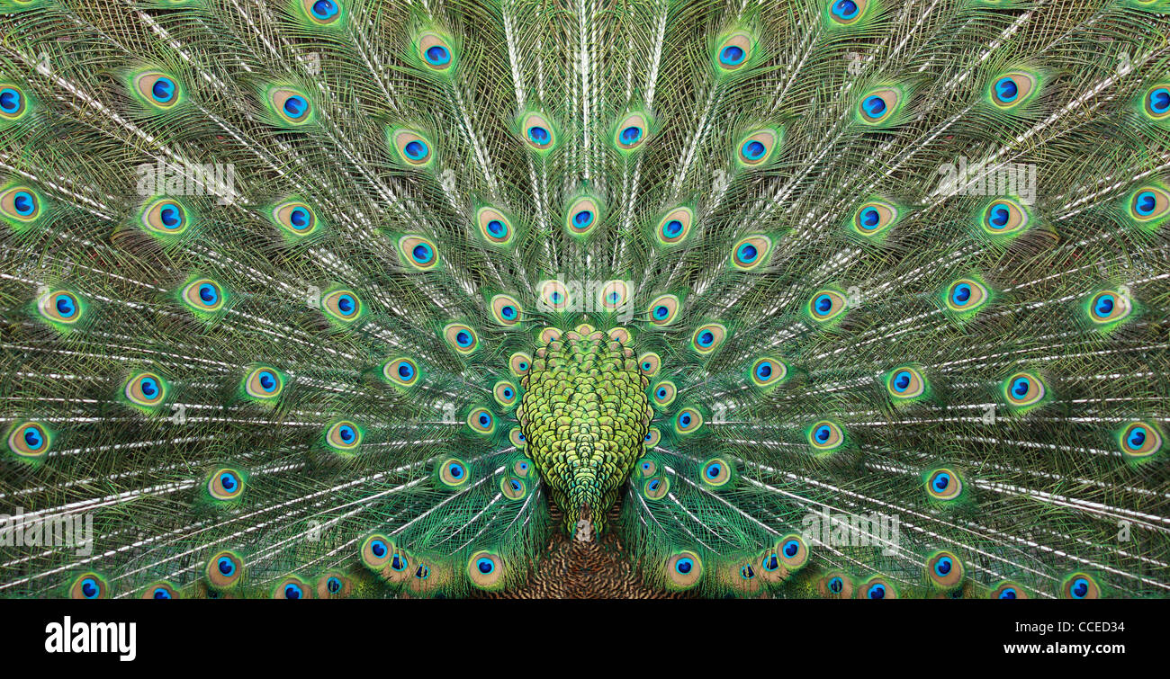 texture of beautiful peacock tail Stock Photo - Alamy
