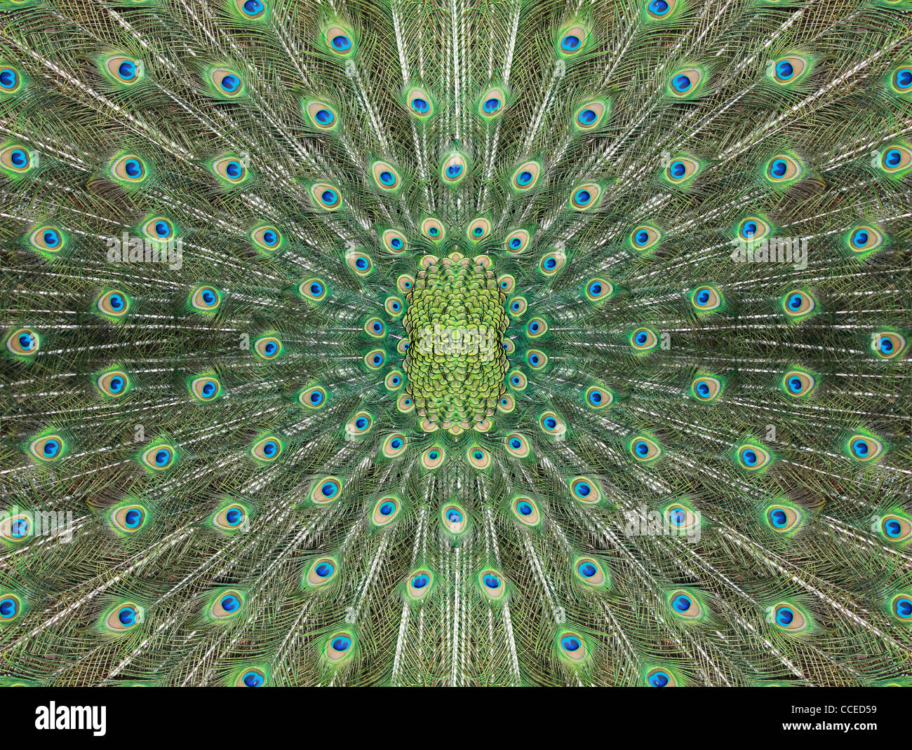 Peacock symmetry hi-res stock photography and images - Alamy