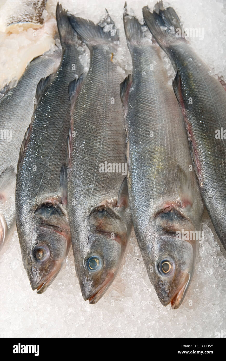 coolled fresh bright fish on ice background Stock Photo - Alamy