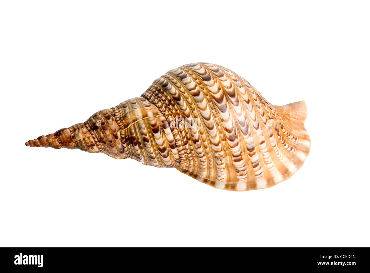 sea shell isolated over a white background for design Stock Photo - Alamy