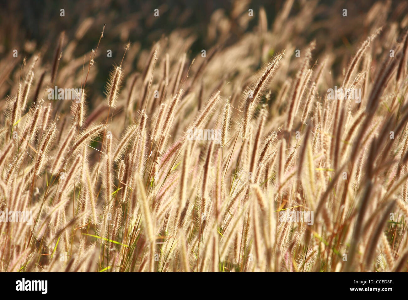 dog-tail grass/ grass bloom Stock Photo - Alamy