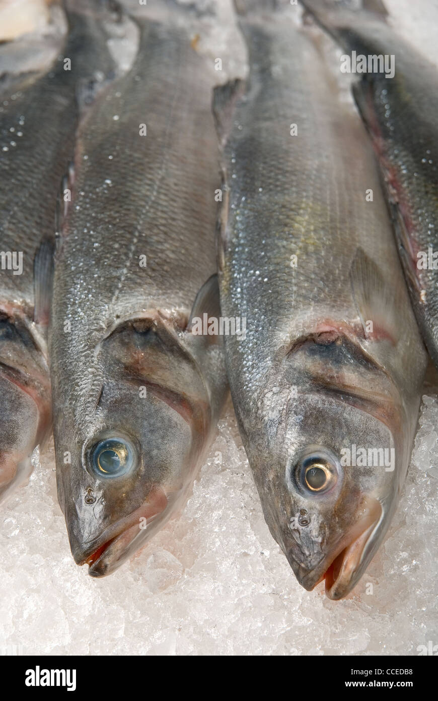 coolled fresh bright fish on ice background Stock Photo - Alamy