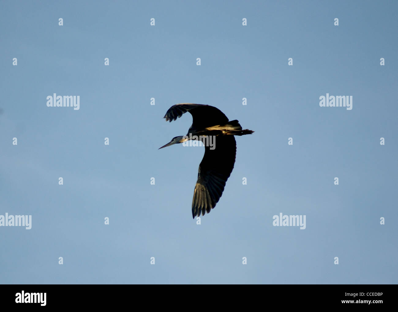 Heron in flight Stock Photo - Alamy