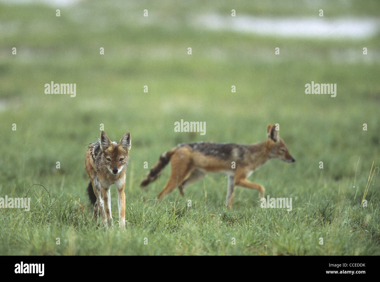 Black-backed jackal Canis mesomelas also known as the silver-backed or red jackal hunting in the ...