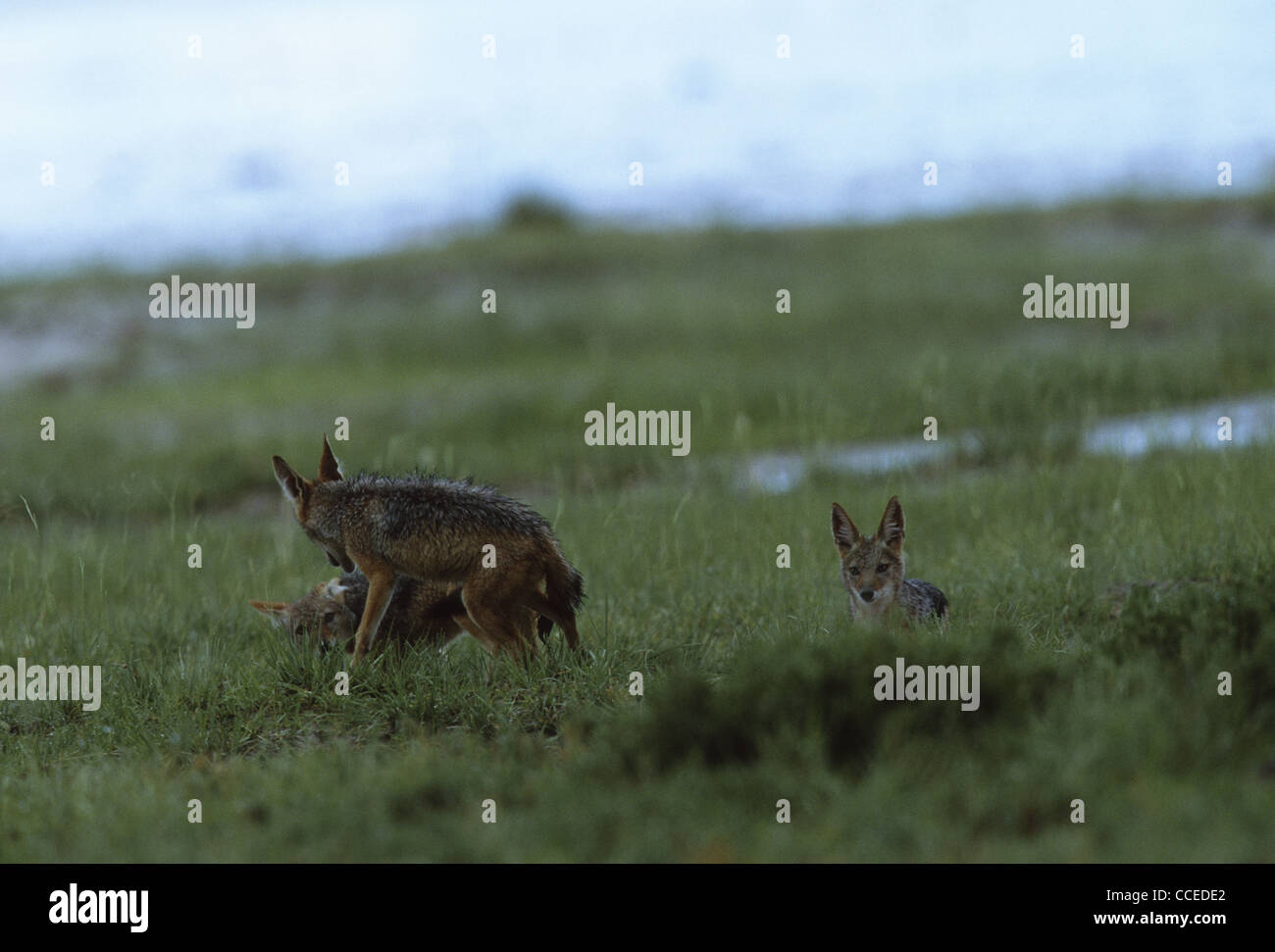 Black-backed jackal Canis mesomelas also known as the silver-backed or ...