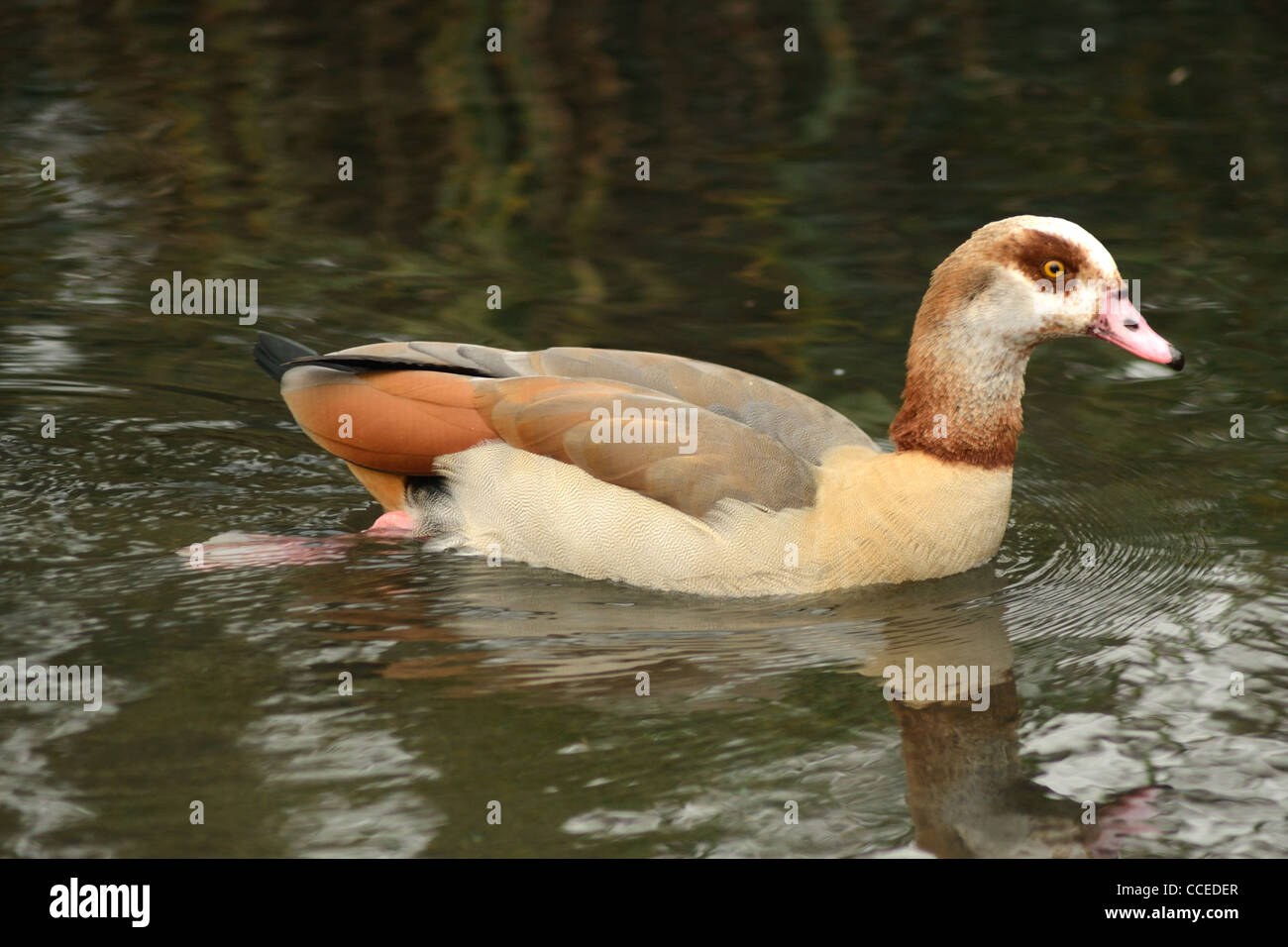 Egytian goose hi-res stock photography and images - Alamy