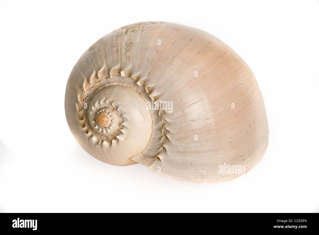 sea shell isolated over a white background for design Stock Photo - Alamy