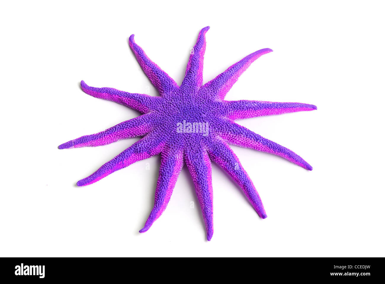 Purple conch Cut Out Stock Images & Pictures - Alamy