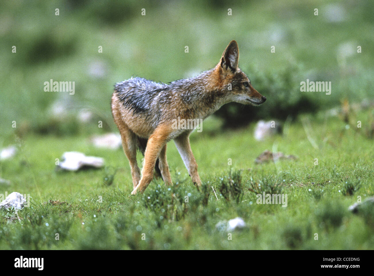 Black backed jackal wet hi-res stock photography and images - Alamy