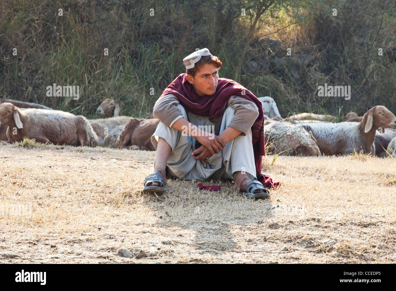 Shepherd in Punjab Province, Pakistan Stock Photo - Alamy