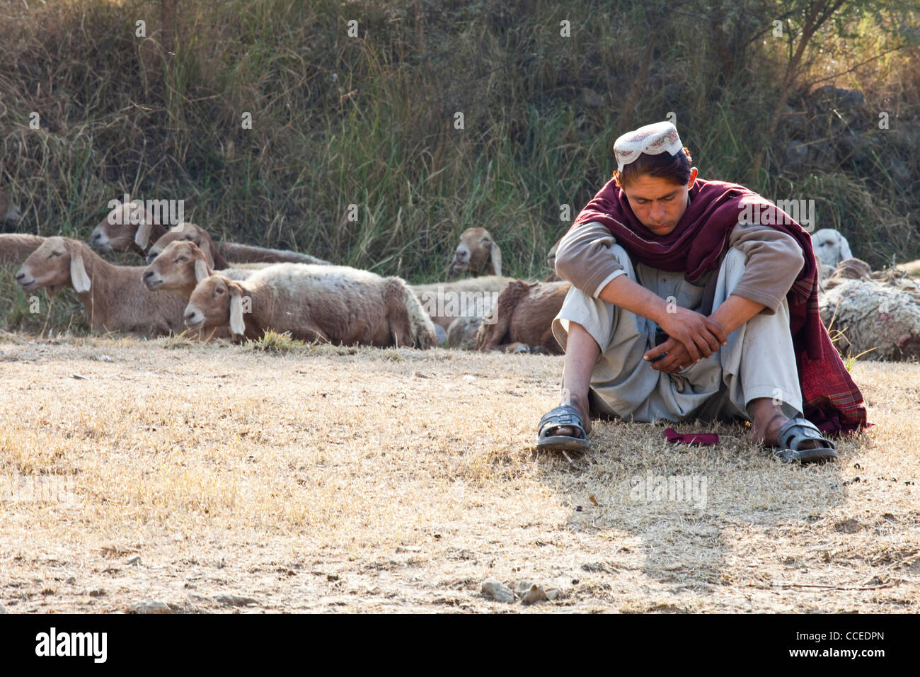 Shepherd in Punjab Province, Pakistan Stock Photo - Alamy