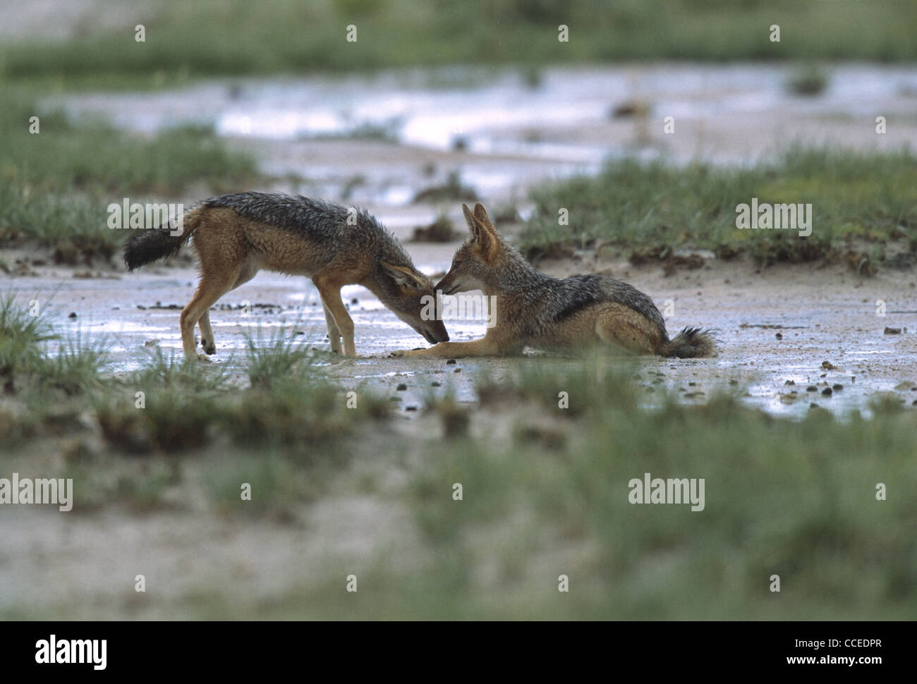 Black-backed jackal Canis mesomelas also known as the silver-backed or red jackal Stock Photo ...