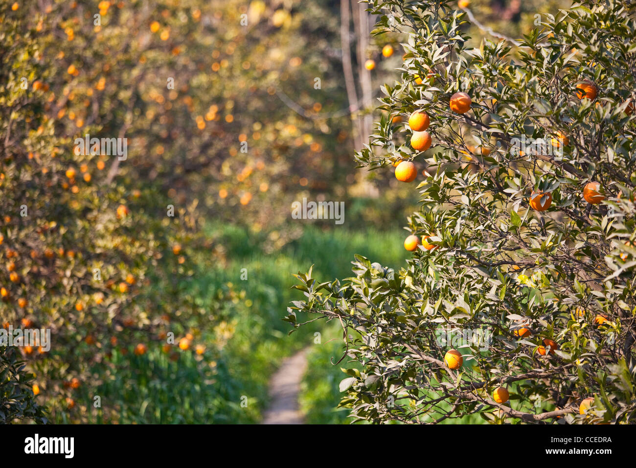 Orange orchard hi-res stock photography and images - Alamy