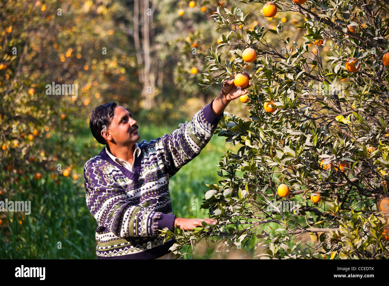 Picking oranges in Punjab Province, Pakistan Stock Photo - Alamy