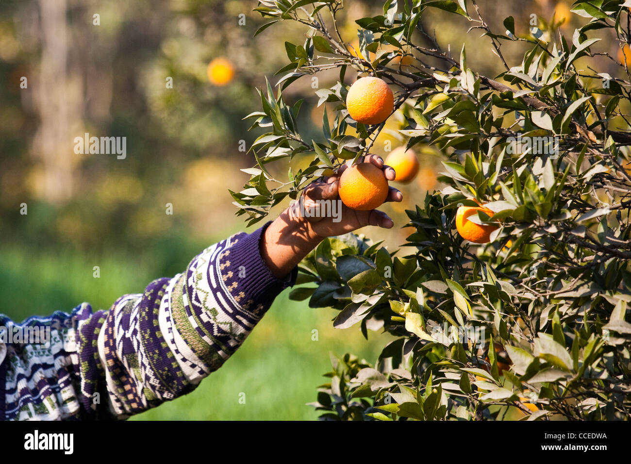 Man picking oranges orange harvest hi-res stock photography and images ...