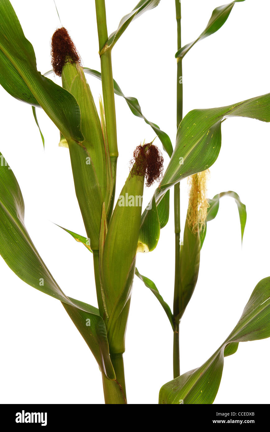 Corn Stem High Resolution Stock Photography and Images - Alamy