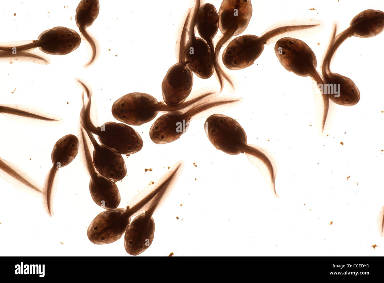 Newt tadpole hi-res stock photography and images - Alamy