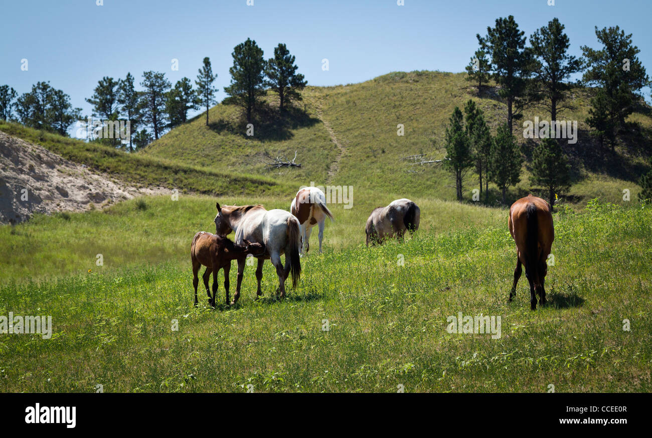 Pine Ridge prairie Native American Reservation tribe Lakota Oglala ...