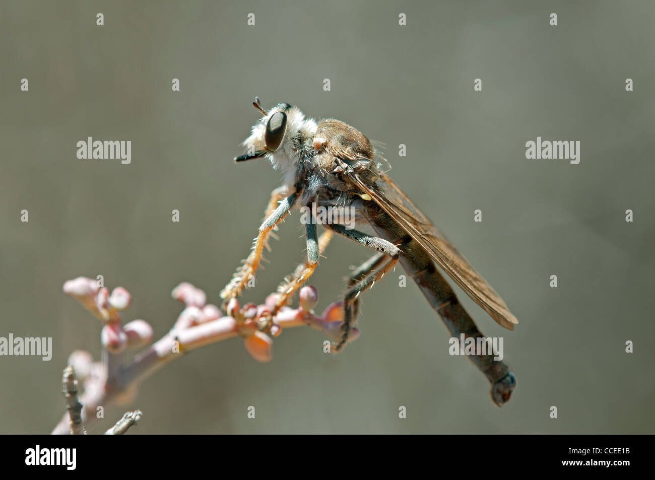South african insects hi-res stock photography and images - Alamy